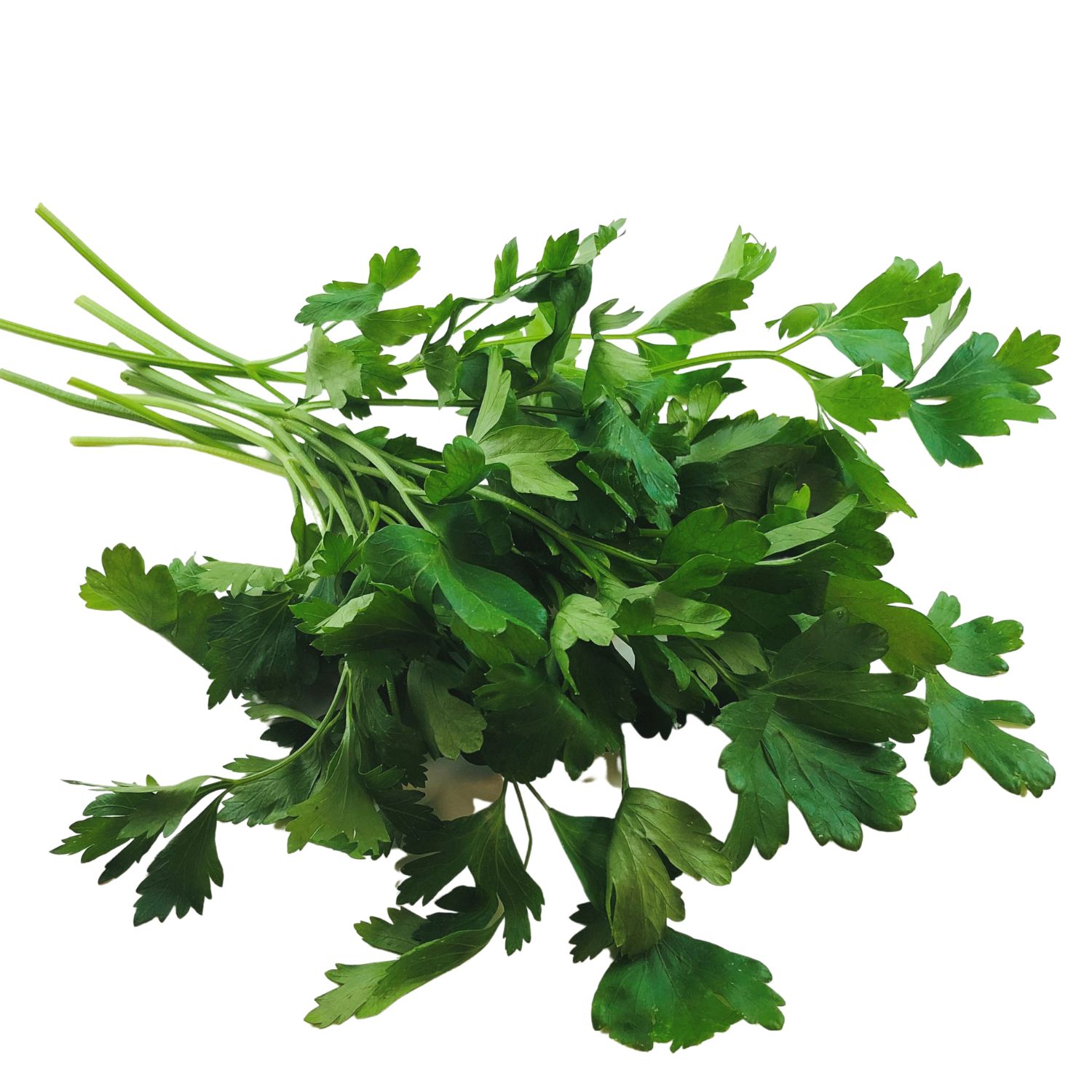 Home [www.bioexpress.it]